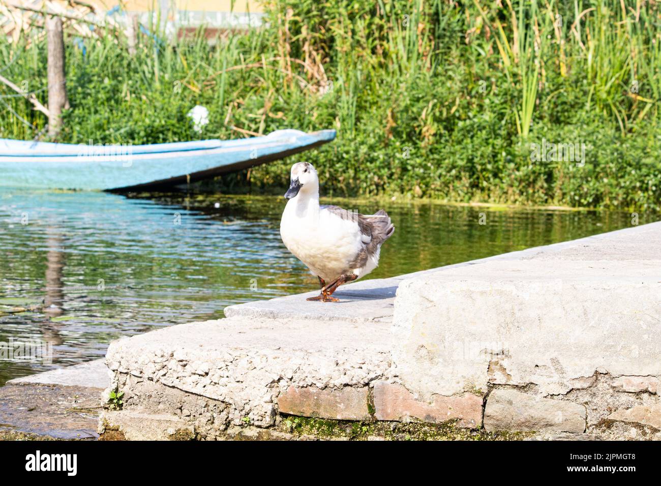 dal lake kashmir house boat, duck in water Stock Photo - Alamy