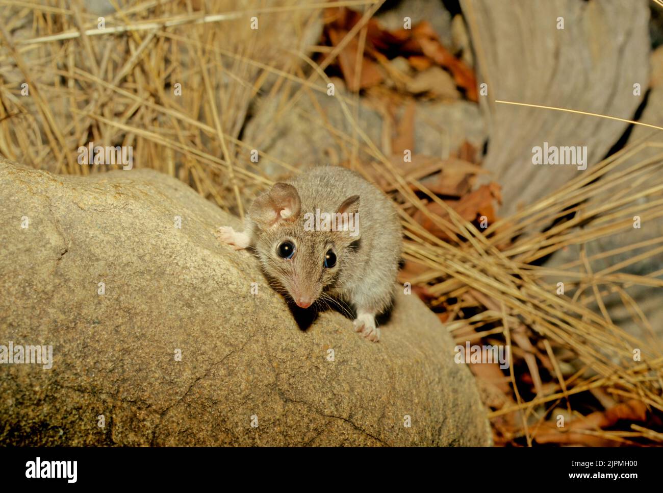 Antechinus night hi-res stock photography and images - Alamy