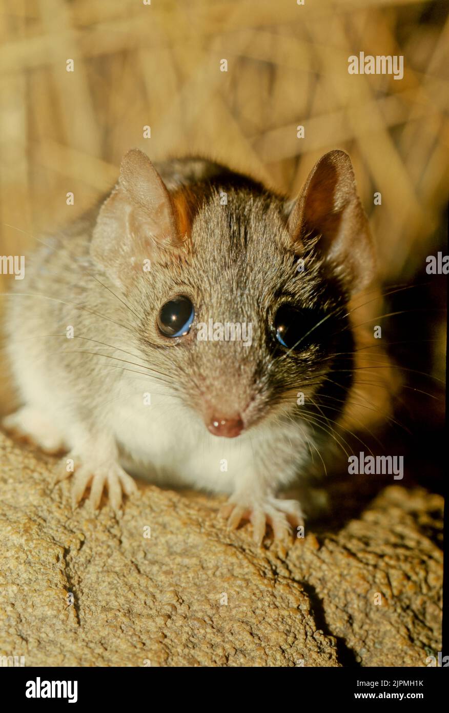 Antechinus (/æntɪˈkaɪnəs/ ('ant-echinus')) is a genus of small dasyurid ...