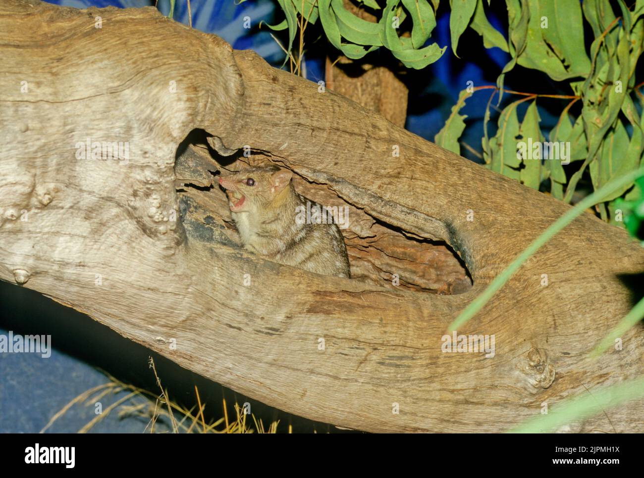 The northern quoll (Dasyurus hallucatus), also known as the northern ...