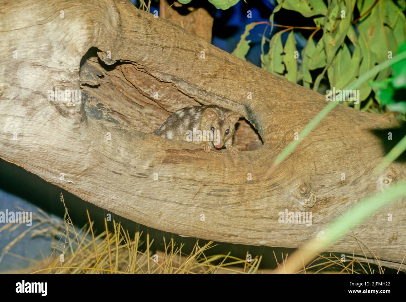 The northern quoll (Dasyurus hallucatus), also known as the northern native cat, the North ...