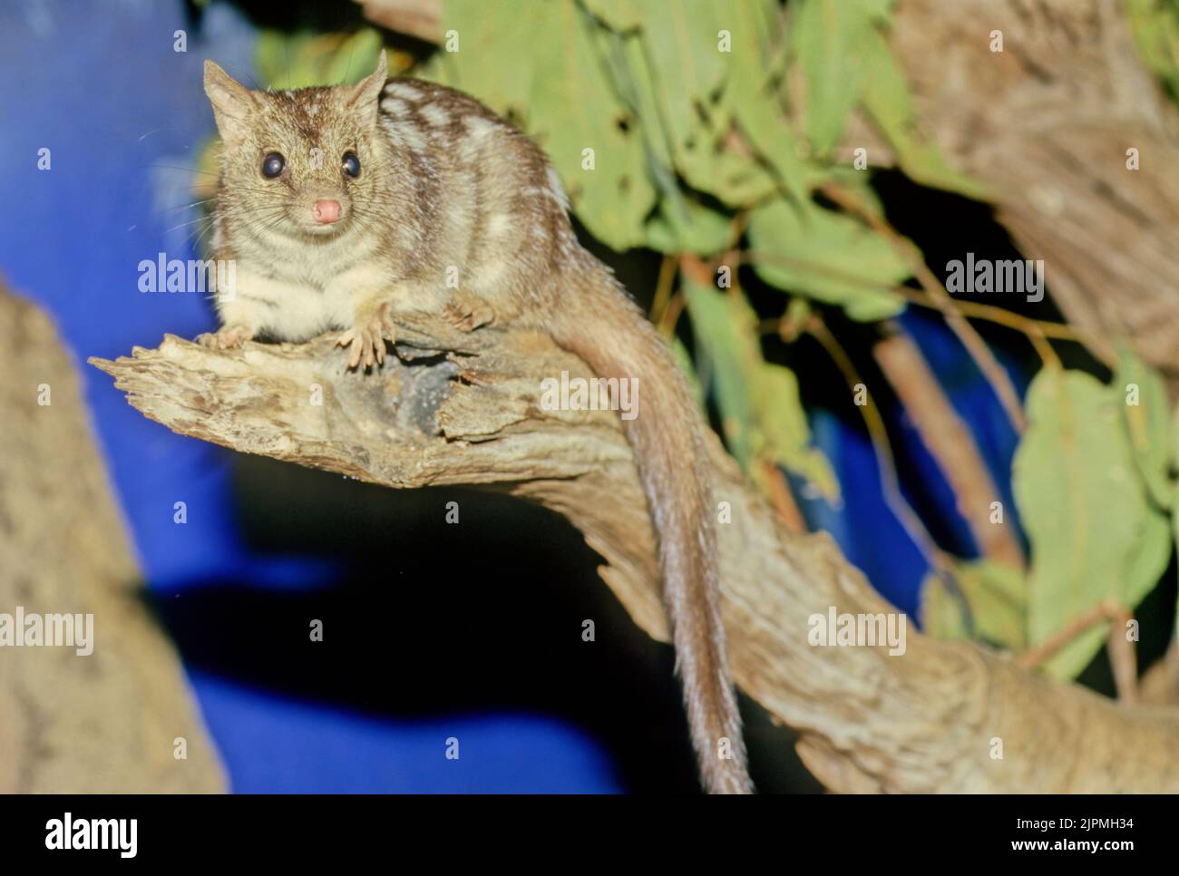 The northern quoll (Dasyurus hallucatus), also known as the northern ...