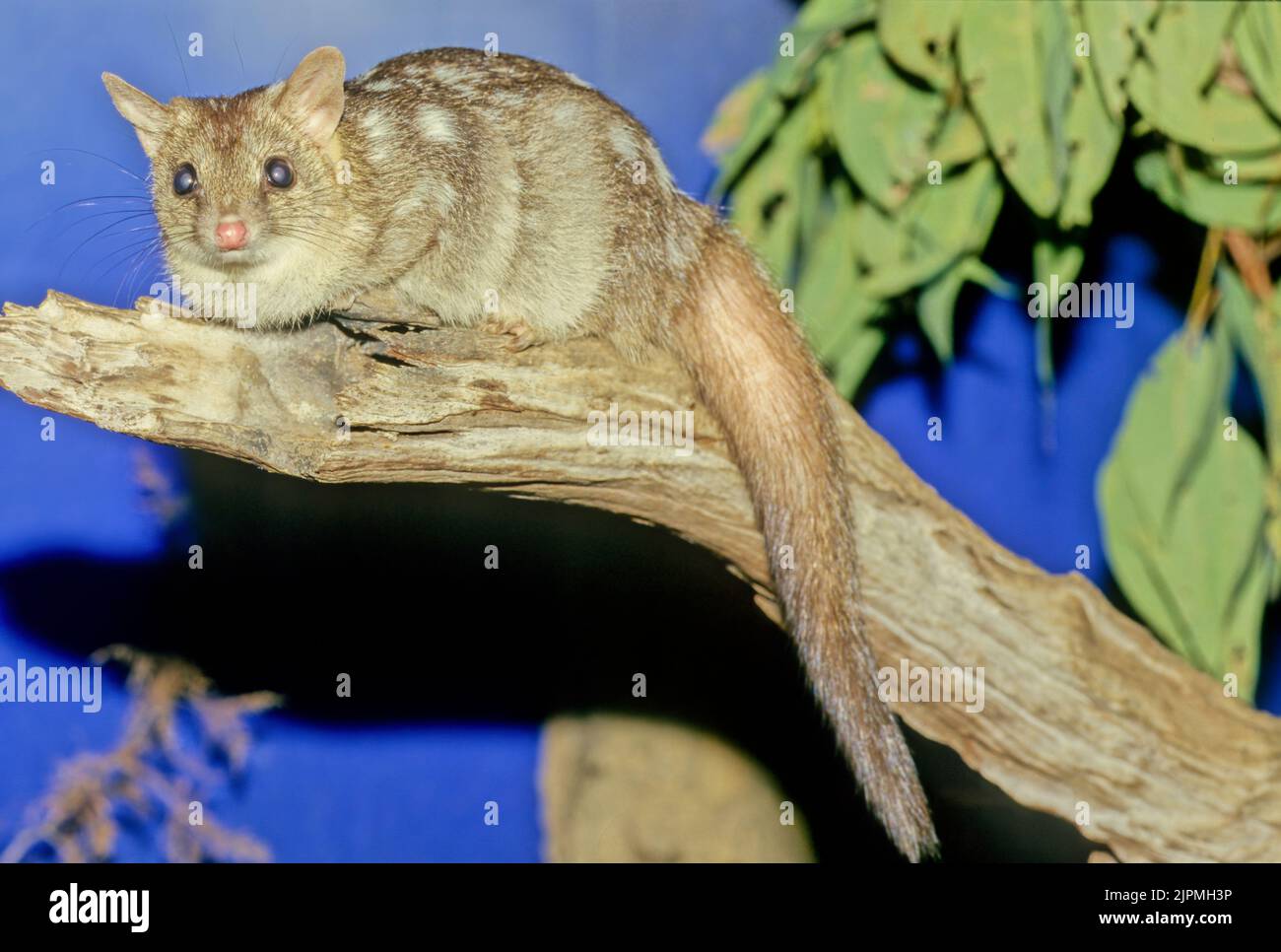 The northern quoll (Dasyurus hallucatus), also known as the northern ...
