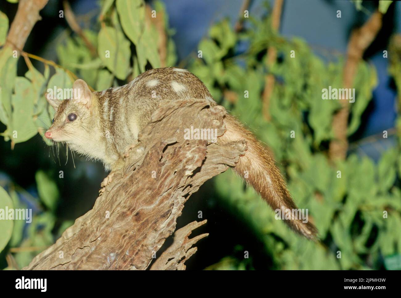 The northern quoll (Dasyurus hallucatus), also known as the northern ...