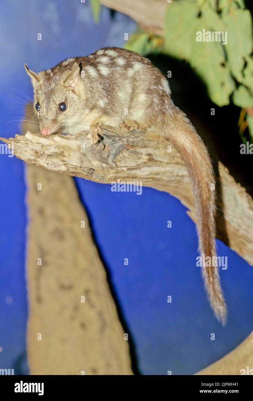 The northern quoll (Dasyurus hallucatus), also known as the northern ...
