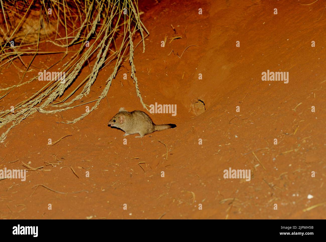 The crest-tailed mulgara (Dasycercus cristicauda), is a small to medium ...