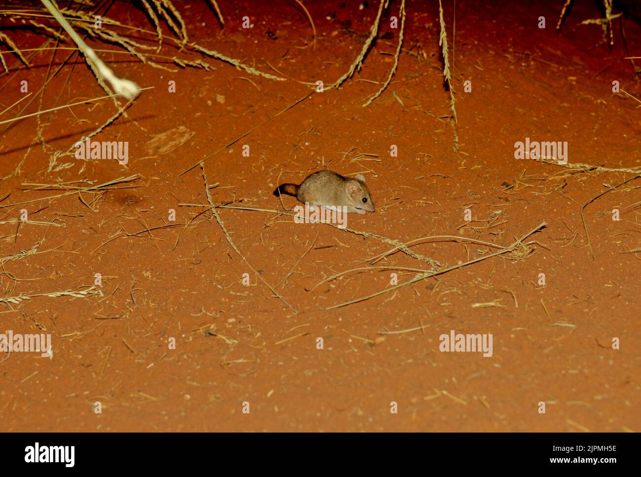 The crest-tailed mulgara (Dasycercus cristicauda), is a small to medium ...