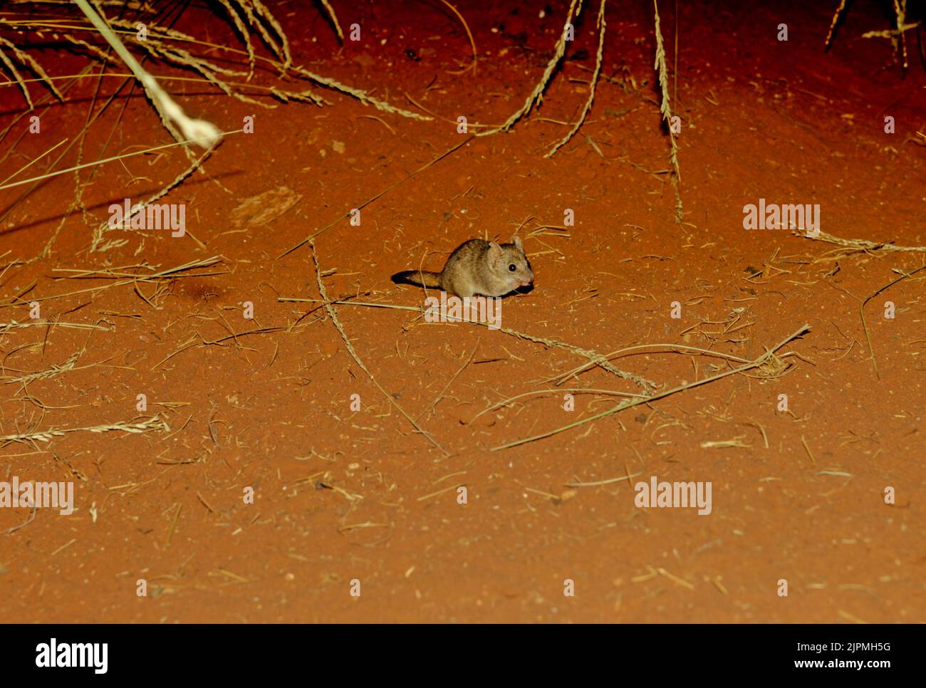 The crest-tailed mulgara (Dasycercus cristicauda), is a small to medium ...