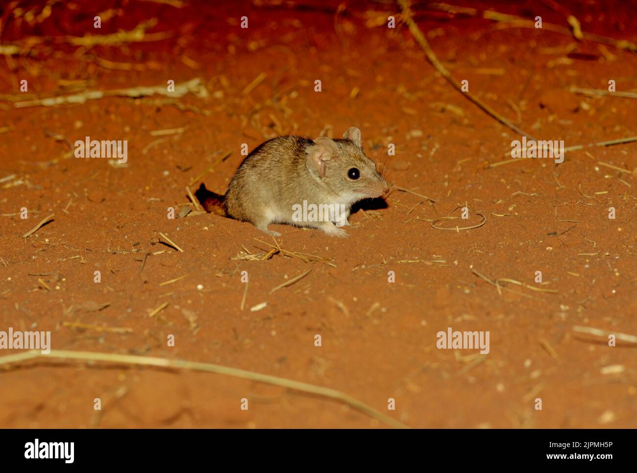 The crest-tailed mulgara (Dasycercus cristicauda), is a small to medium ...