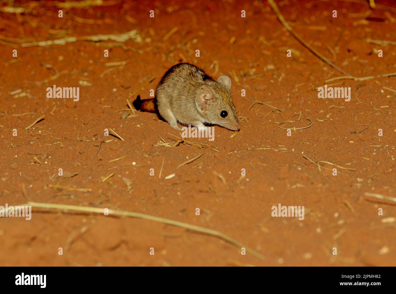 The crest-tailed mulgara (Dasycercus cristicauda), is a small to medium ...