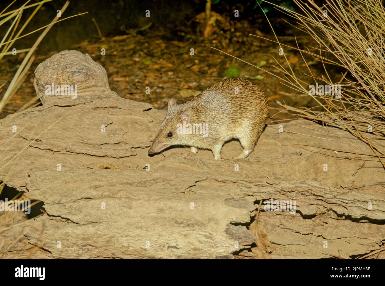 The golden bandicoot (Isoodon auratus; Yolngu: Wan'kurra) is a short ...