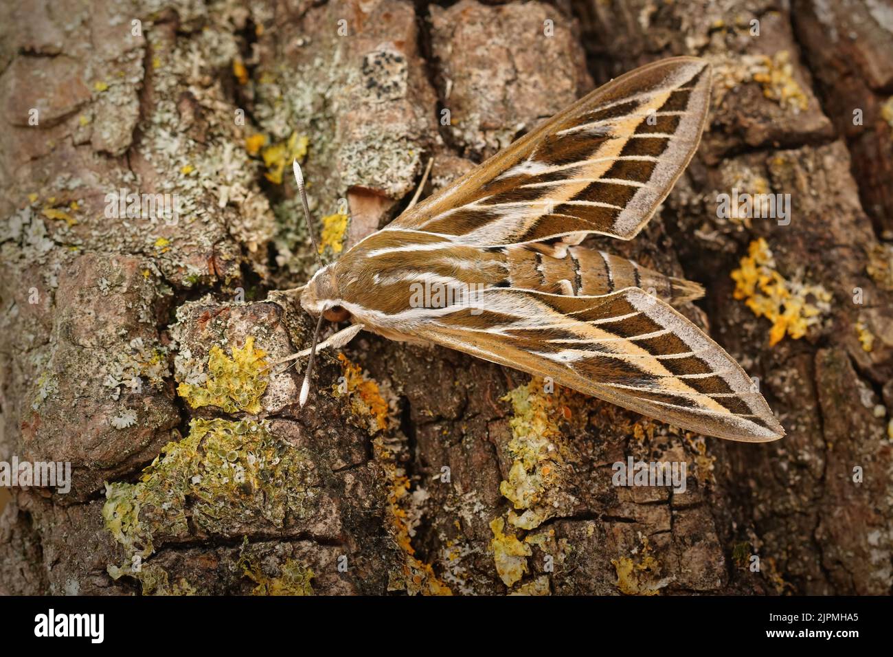 Striped hawk moth hi-res stock photography and images - Alamy