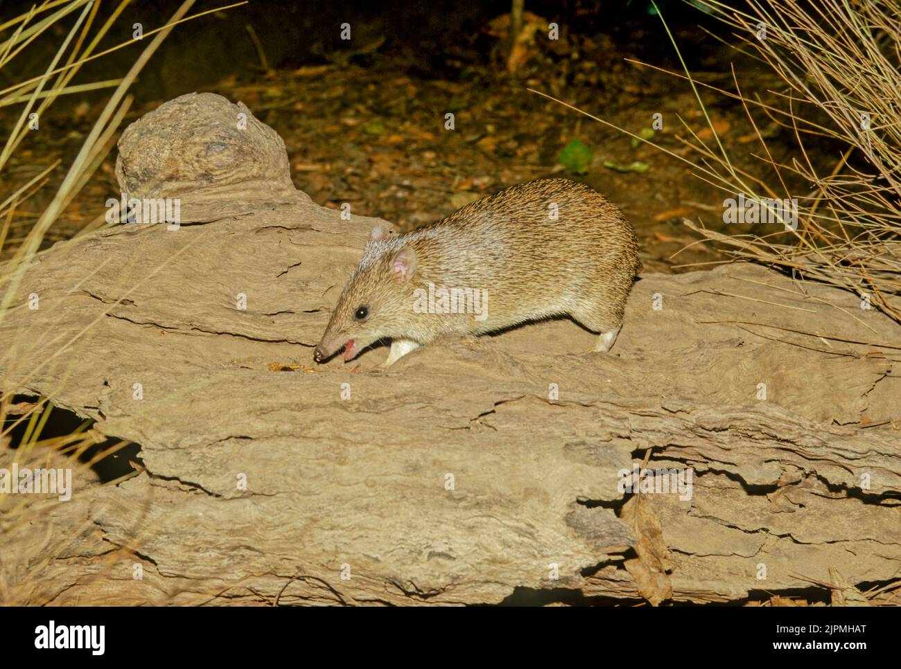 The golden bandicoot (Isoodon auratus; Yolngu: Wan'kurra) is a short ...