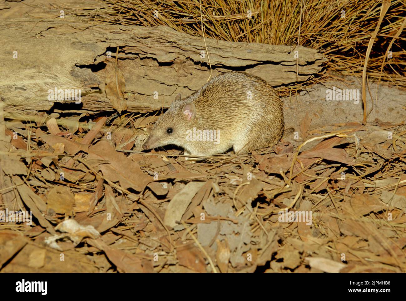 The golden bandicoot (Isoodon auratus; Yolngu: Wan'kurra) is a short ...