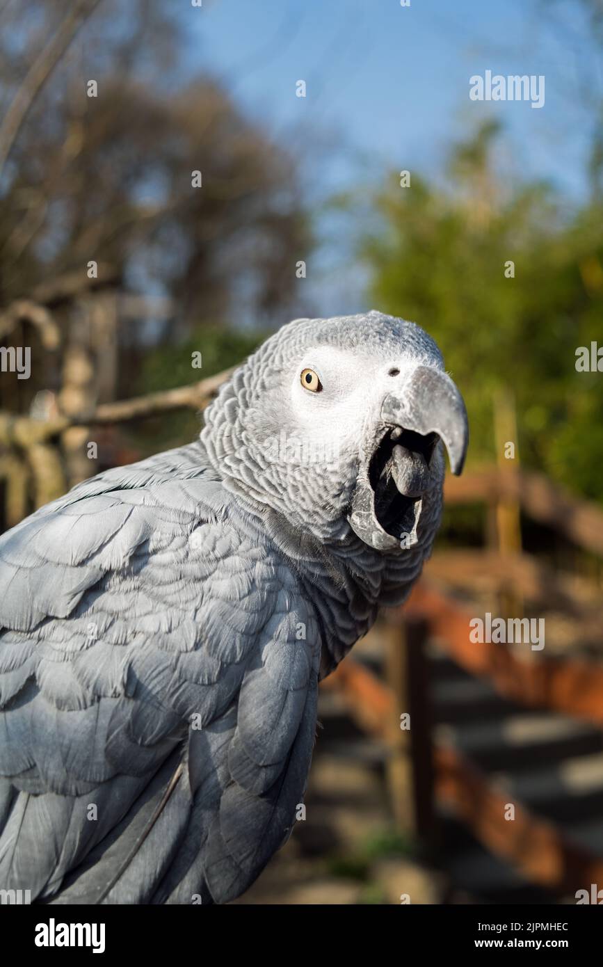 Schnabel fauna hi-res stock photography and images - Alamy