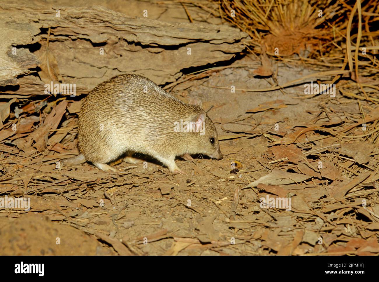 The golden bandicoot (Isoodon auratus; Yolngu: Wan'kurra) is a short ...
