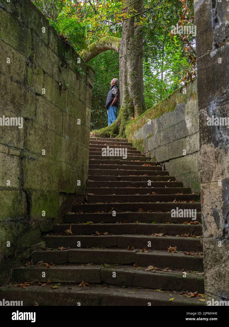 An older man at the top of a stone staircase looking up at the trees in ...