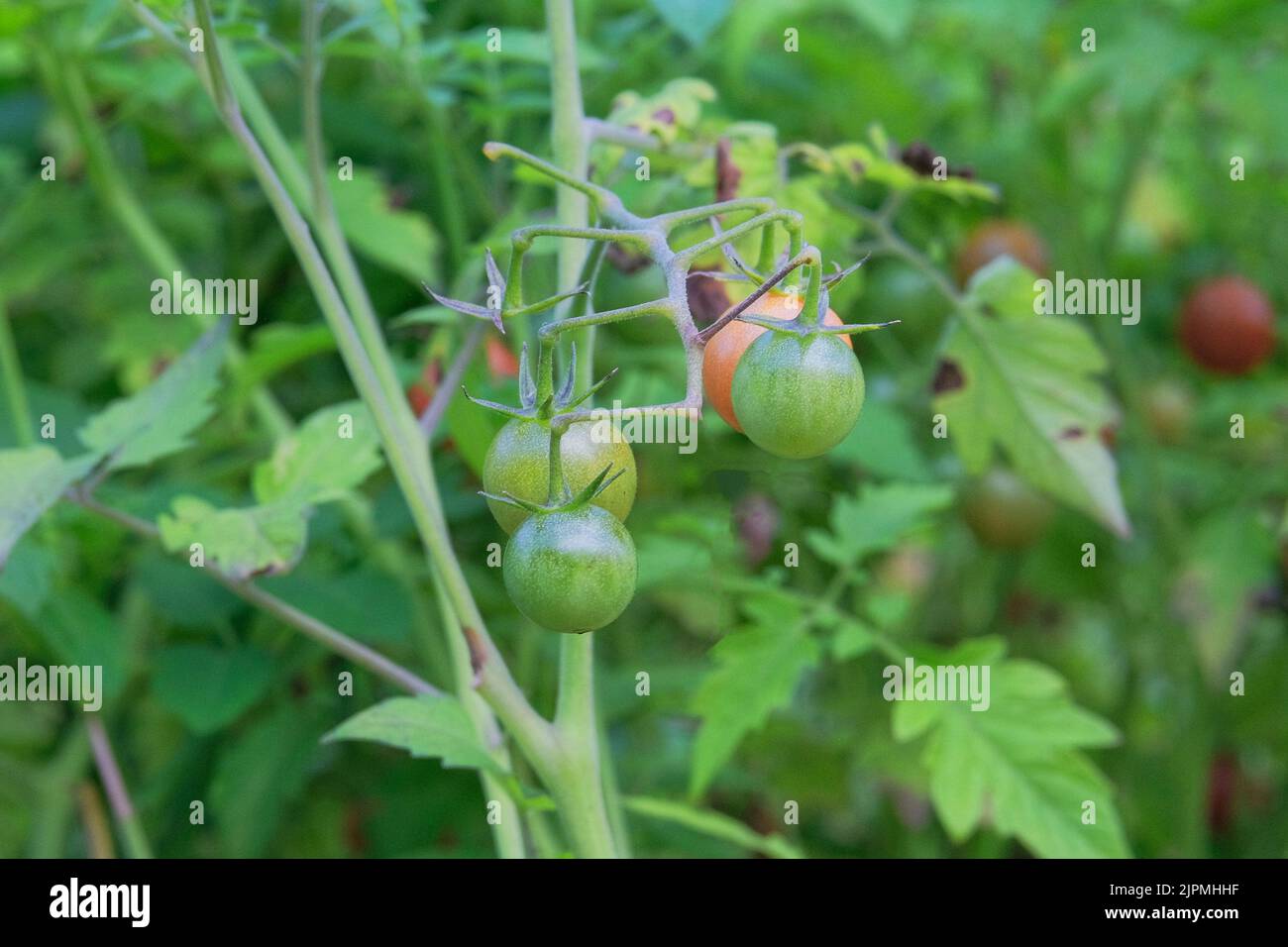 Organic green tomatoes planting on vine of a tomato tree in garden ...