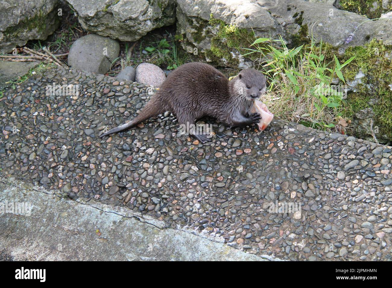 The Sharp Teeth of an Otter Eating a Piece of Fish Stock Photo - Alamy