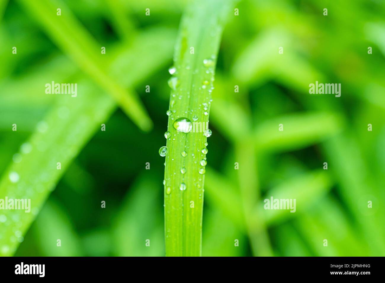 Dew drops on grass after rain in summer. Close up Stock Photo - Alamy