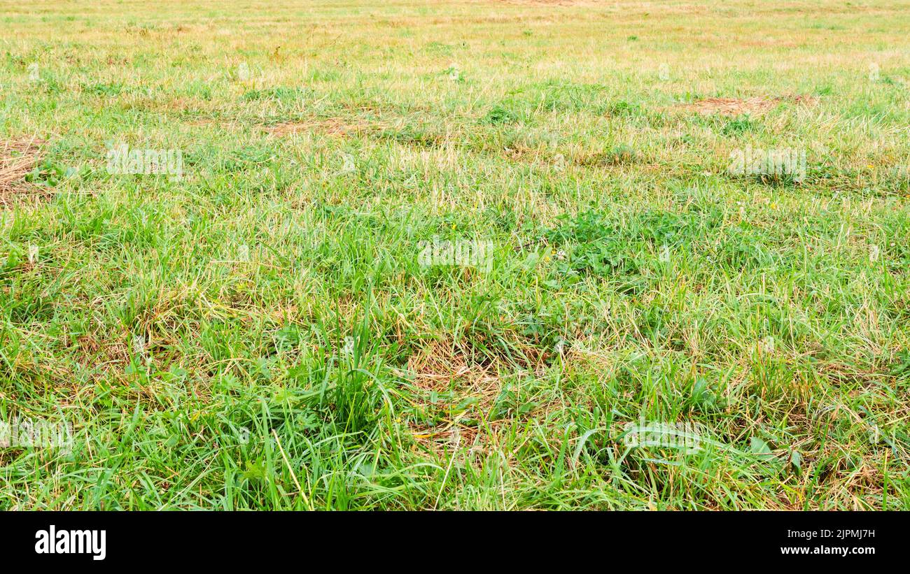 panoramic background - surface of mowed field after summer rain Stock ...
