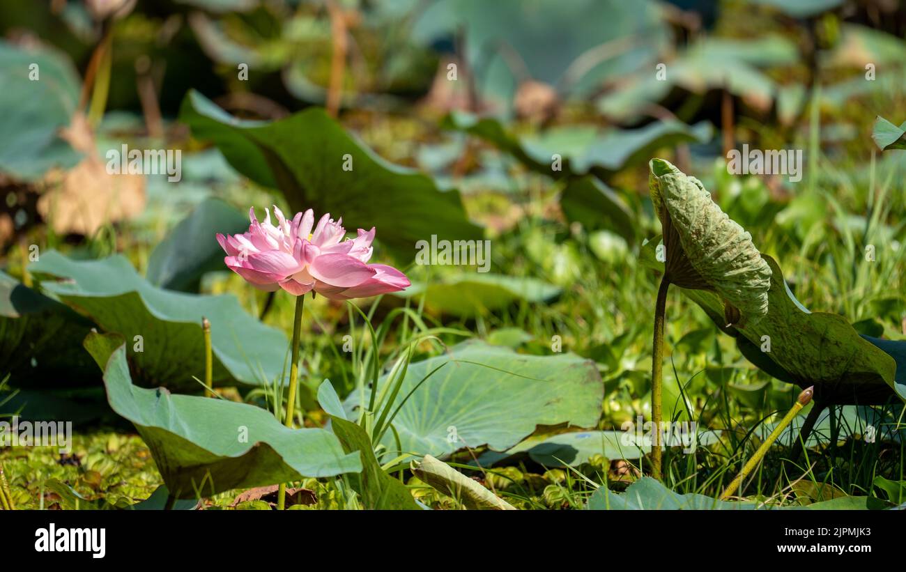 The lotus blossoms and emerges out from the mud and chaos of the lake ...