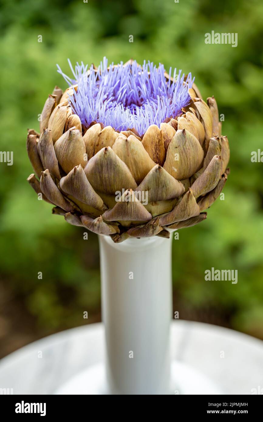 Purple artichoke flower in the vase isolated, selective focus Stock ...