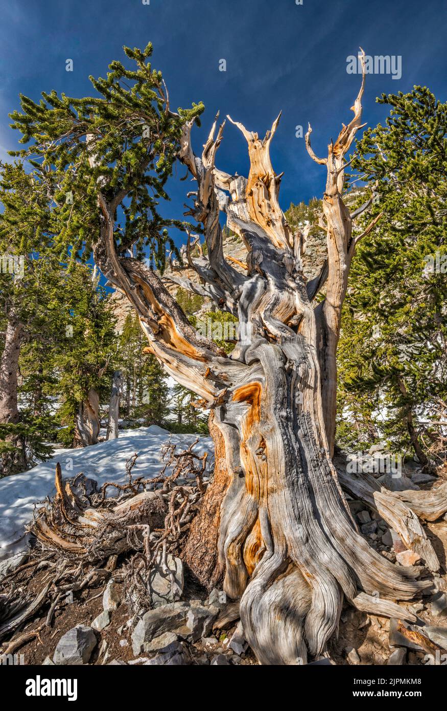 Bristlecone pine, this particular tree is 3200 years old, still alive ...