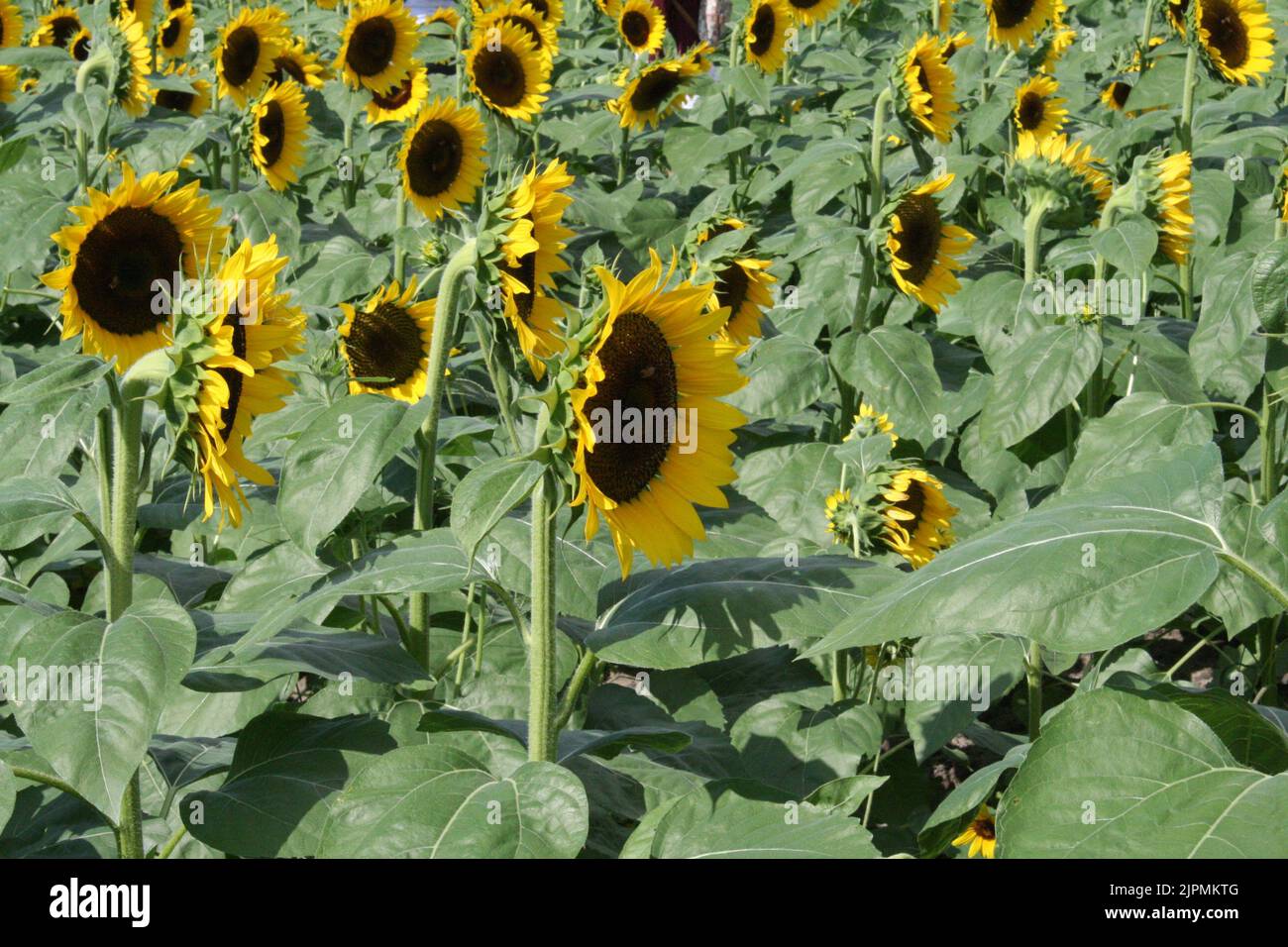 Sunflowers standing in the sun Stock Photo - Alamy
