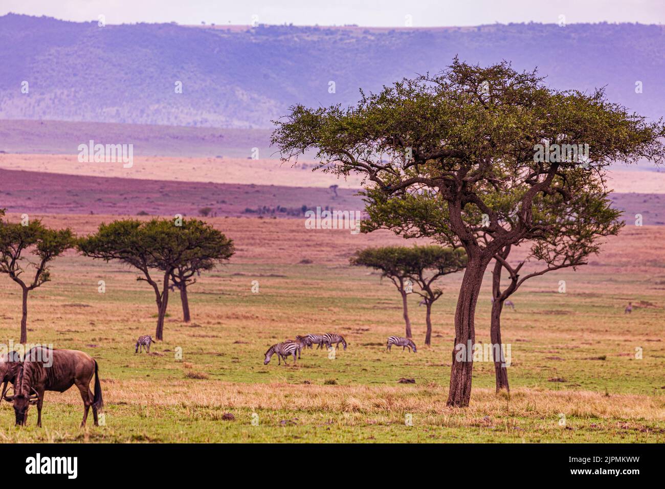 Group of dead wildebeest hi-res stock photography and images - Alamy