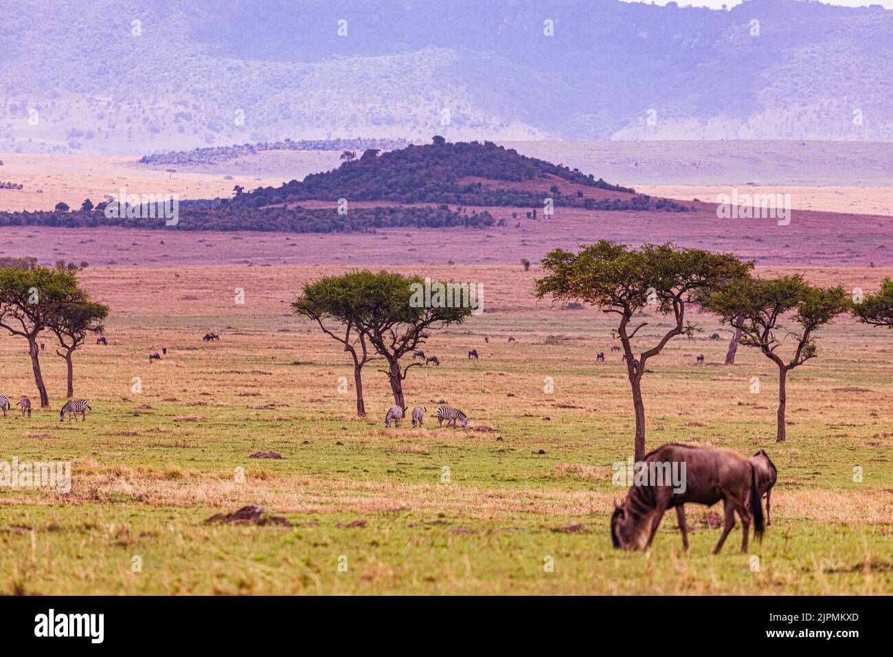Group of dead wildebeest hi-res stock photography and images - Alamy