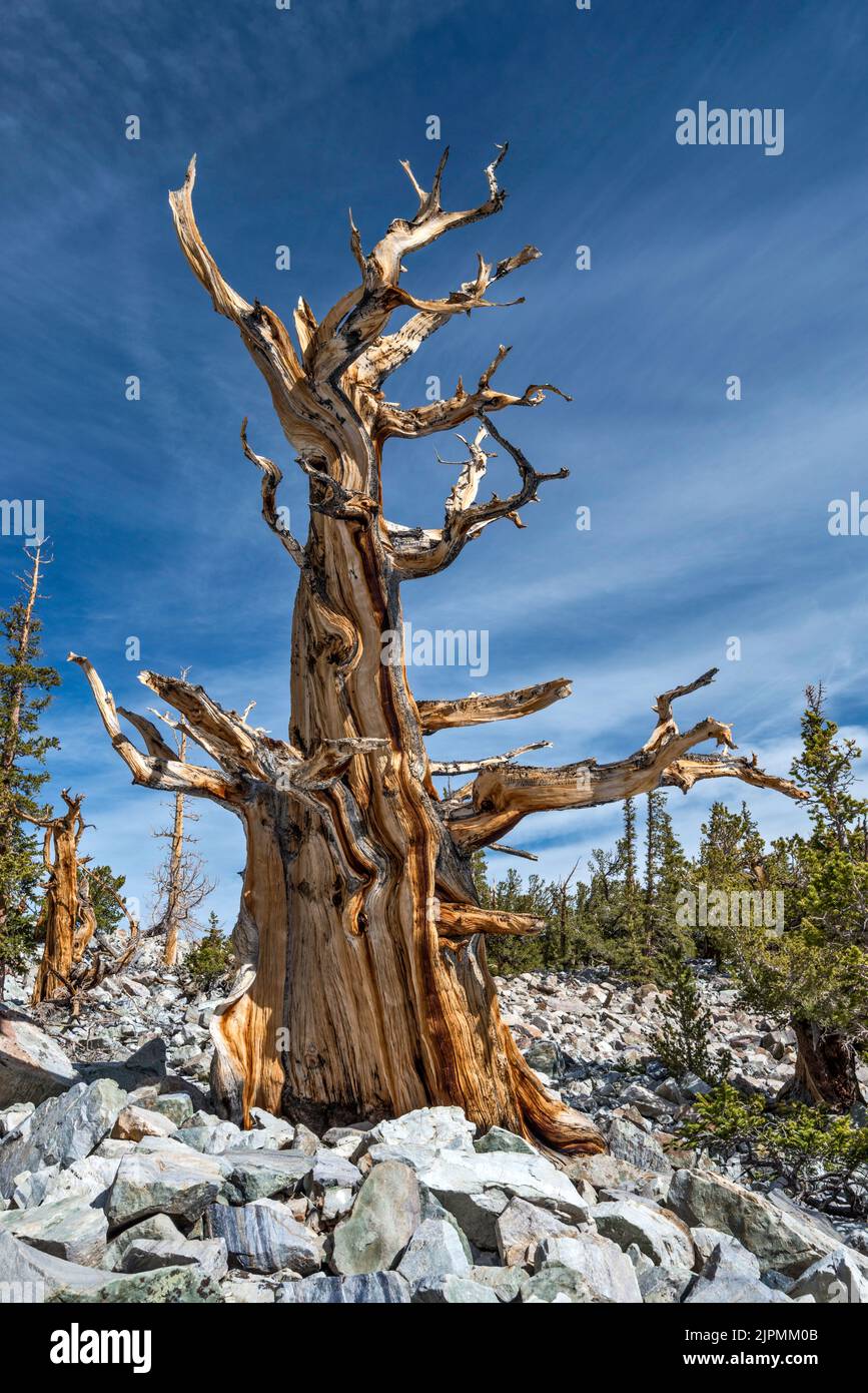Dead bristlecone pine, Pinus longaeva, Great Basin National Park ...