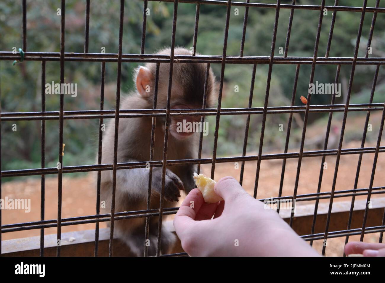 Monkey small cage hi-res stock photography and images - Alamy