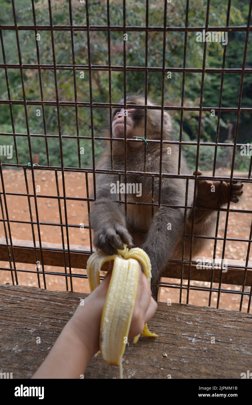 A vertical shot of a baby monkey taking a banana from a person's hand ...