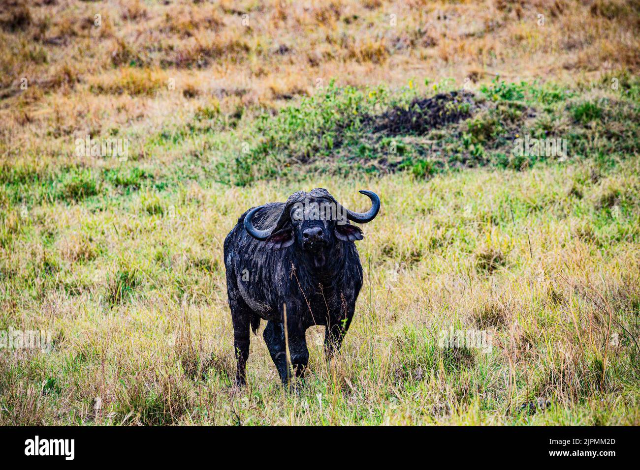 The African buffalo is a large sub-Saharan African bovine. There are ...