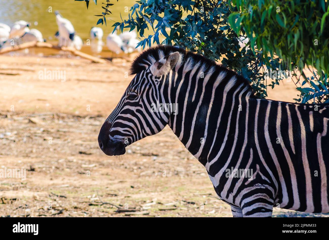 A closeup side view of a zebra under tree leaves with a blur background ...