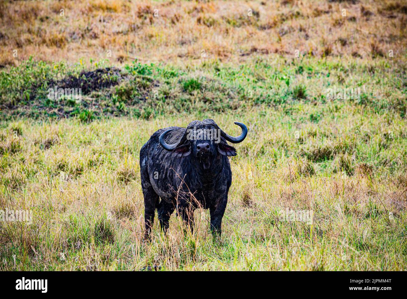 The African buffalo is a large sub-Saharan African bovine. There are ...