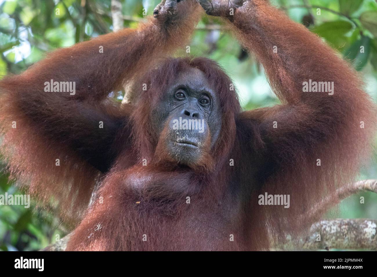 Wild Bornean orangutan (Pongo pygmaeus) at Semenggoh Nature Reserve in ...