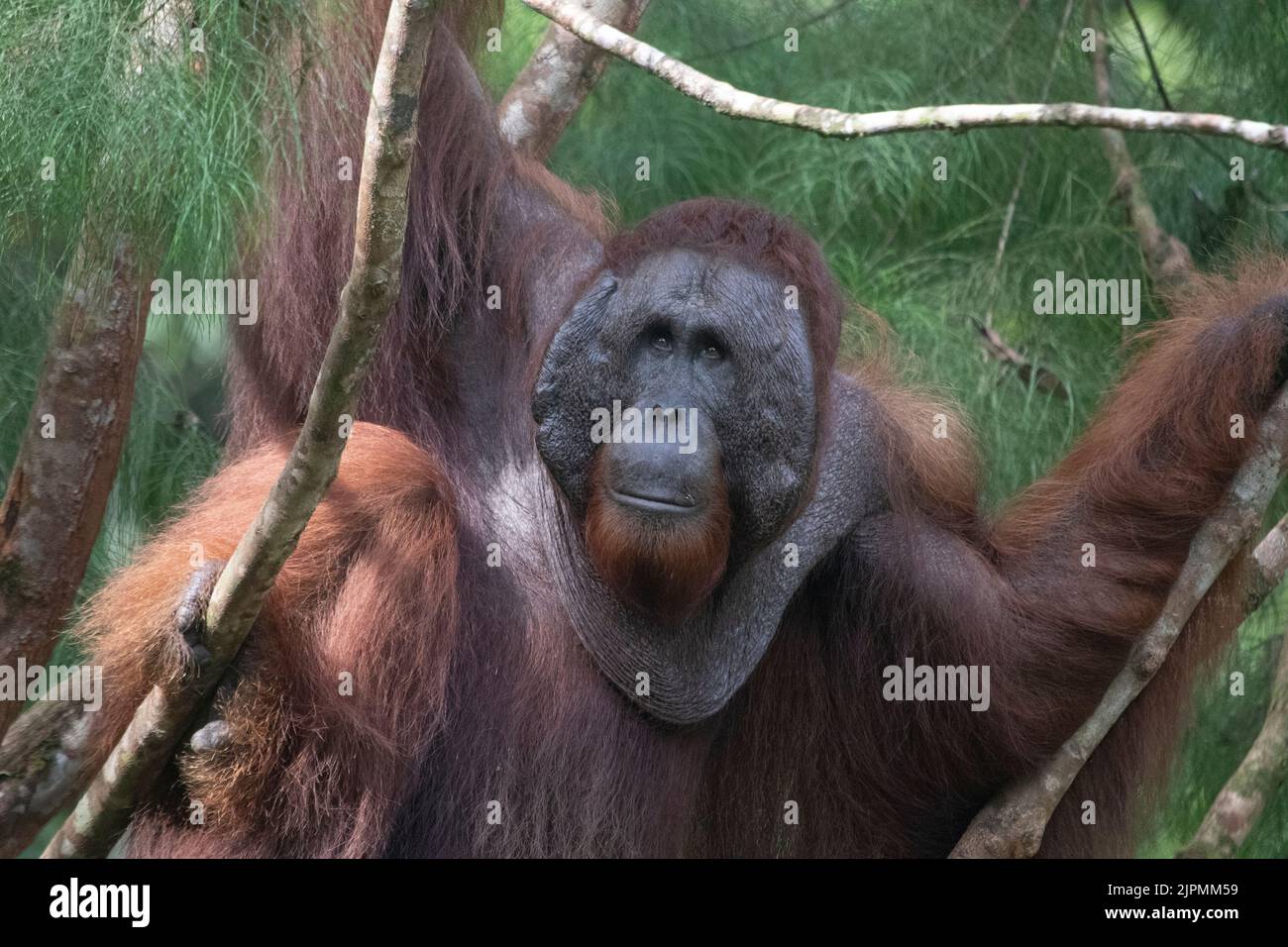Wild Bornean orangutan (Pongo pygmaeus) at Semenggoh Nature Reserve in ...