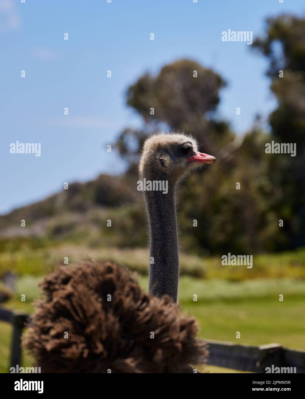 A vertical closeup of a common ostrich (Struthio camelus) in a farm in ...