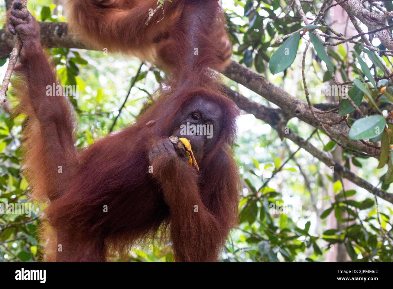 Wild Bornean orangutan (Pongo pygmaeus) at Semenggoh Nature Reserve in ...