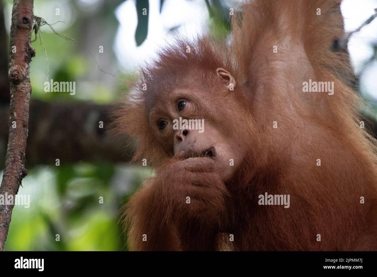 Wild Bornean orangutan (Pongo pygmaeus) at Semenggoh Nature Reserve in ...