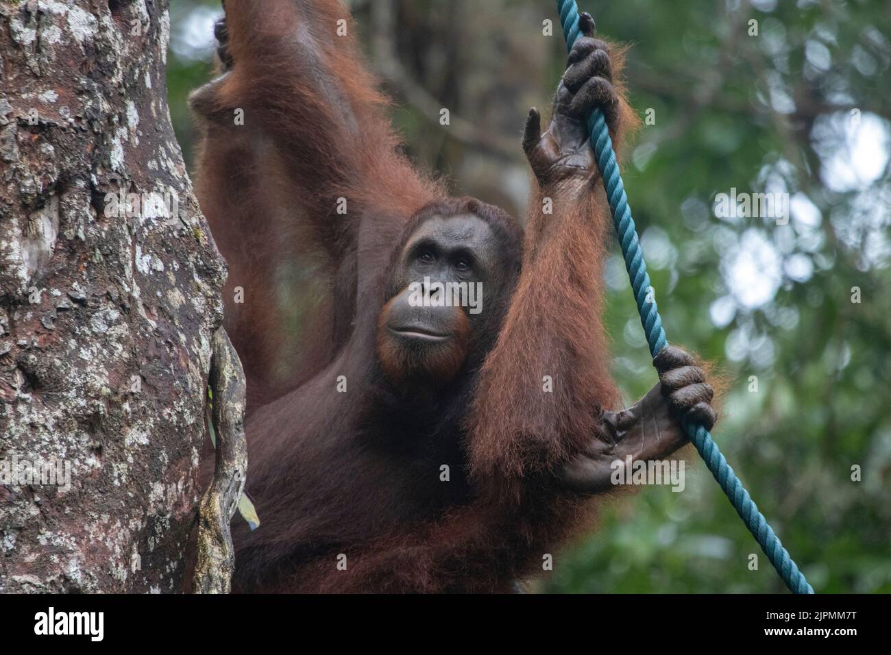 Wild Bornean orangutan (Pongo pygmaeus) at Semenggoh Nature Reserve in ...
