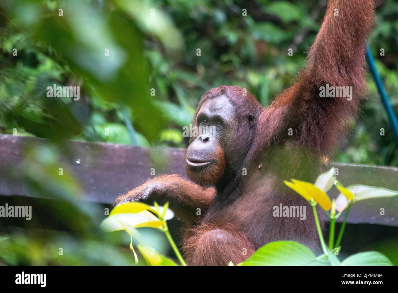 Wild Bornean orangutan (Pongo pygmaeus) at Semenggoh Nature Reserve in ...