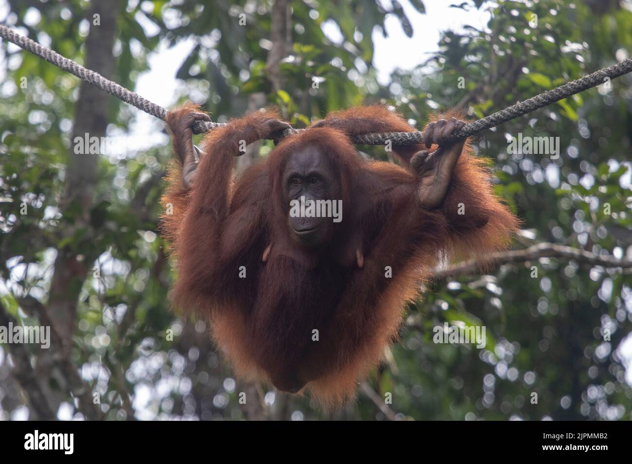 Wild Bornean orangutan (Pongo pygmaeus) at Semenggoh Nature Reserve in ...