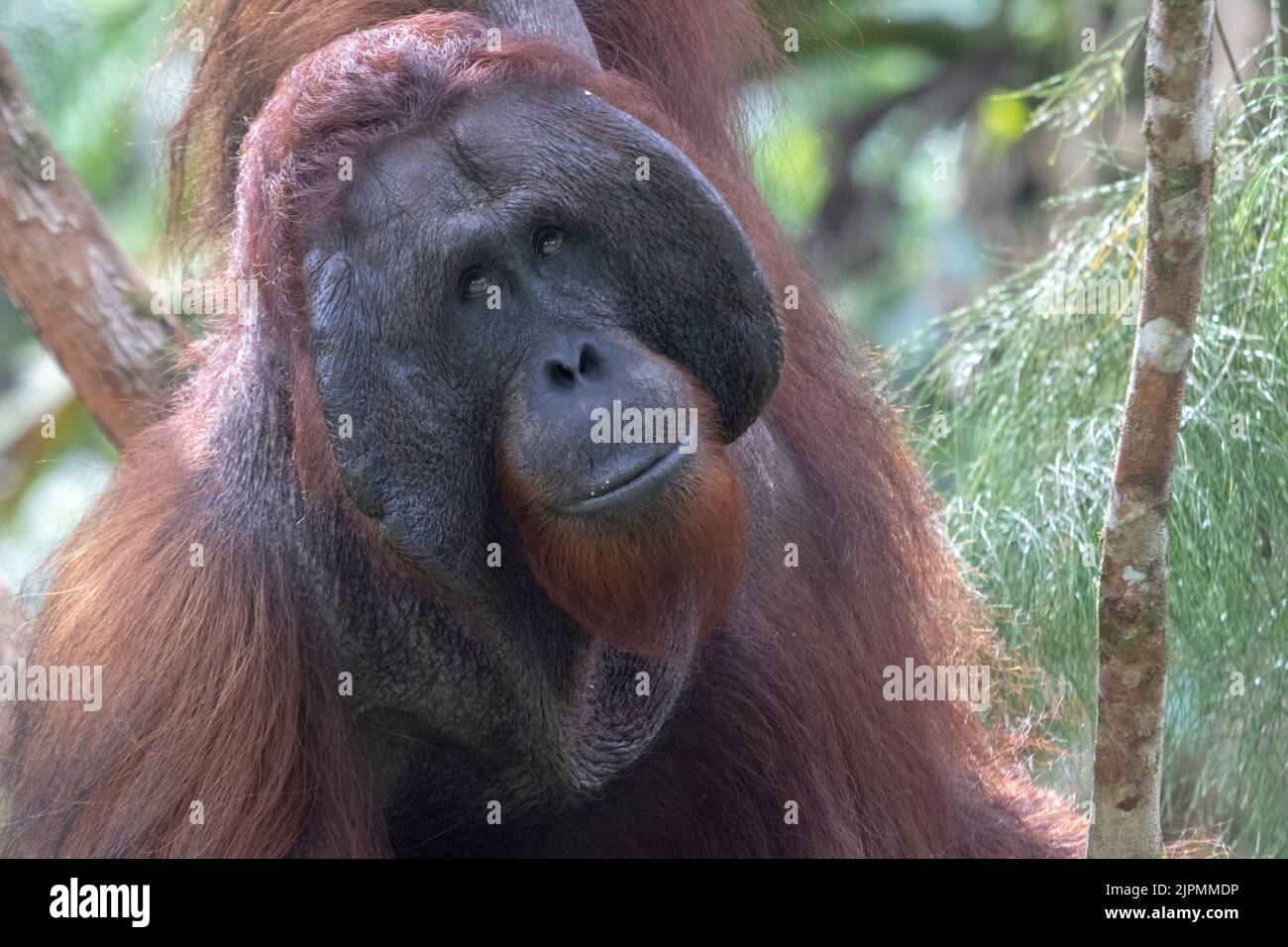 Wild Bornean orangutan (Pongo pygmaeus) at Semenggoh Nature Reserve in ...