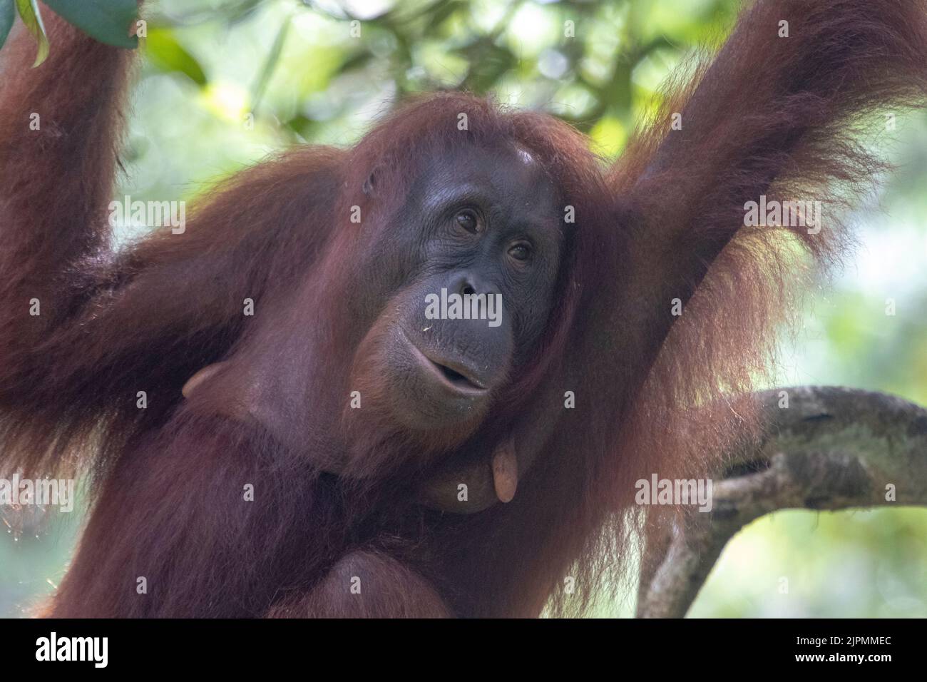 Wild Bornean orangutan (Pongo pygmaeus) at Semenggoh Nature Reserve in ...