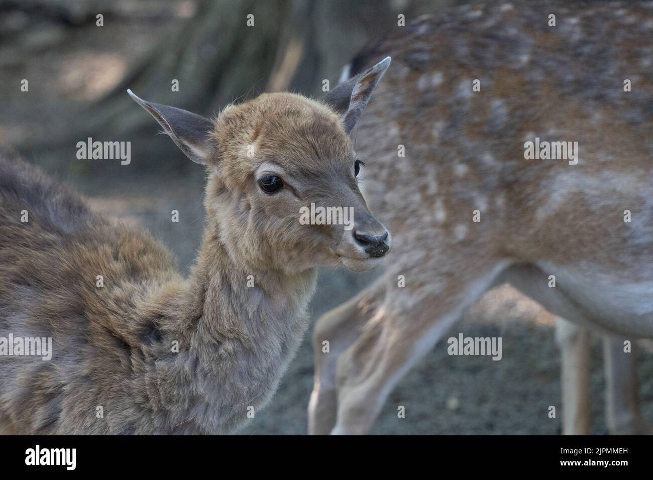 Siberian musk deer hi-res stock photography and images - Alamy