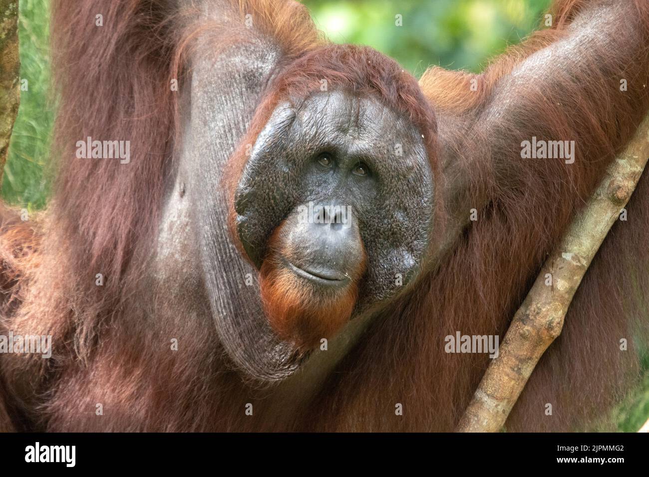 Wild Bornean orangutan (Pongo pygmaeus) at Semenggoh Nature Reserve in ...