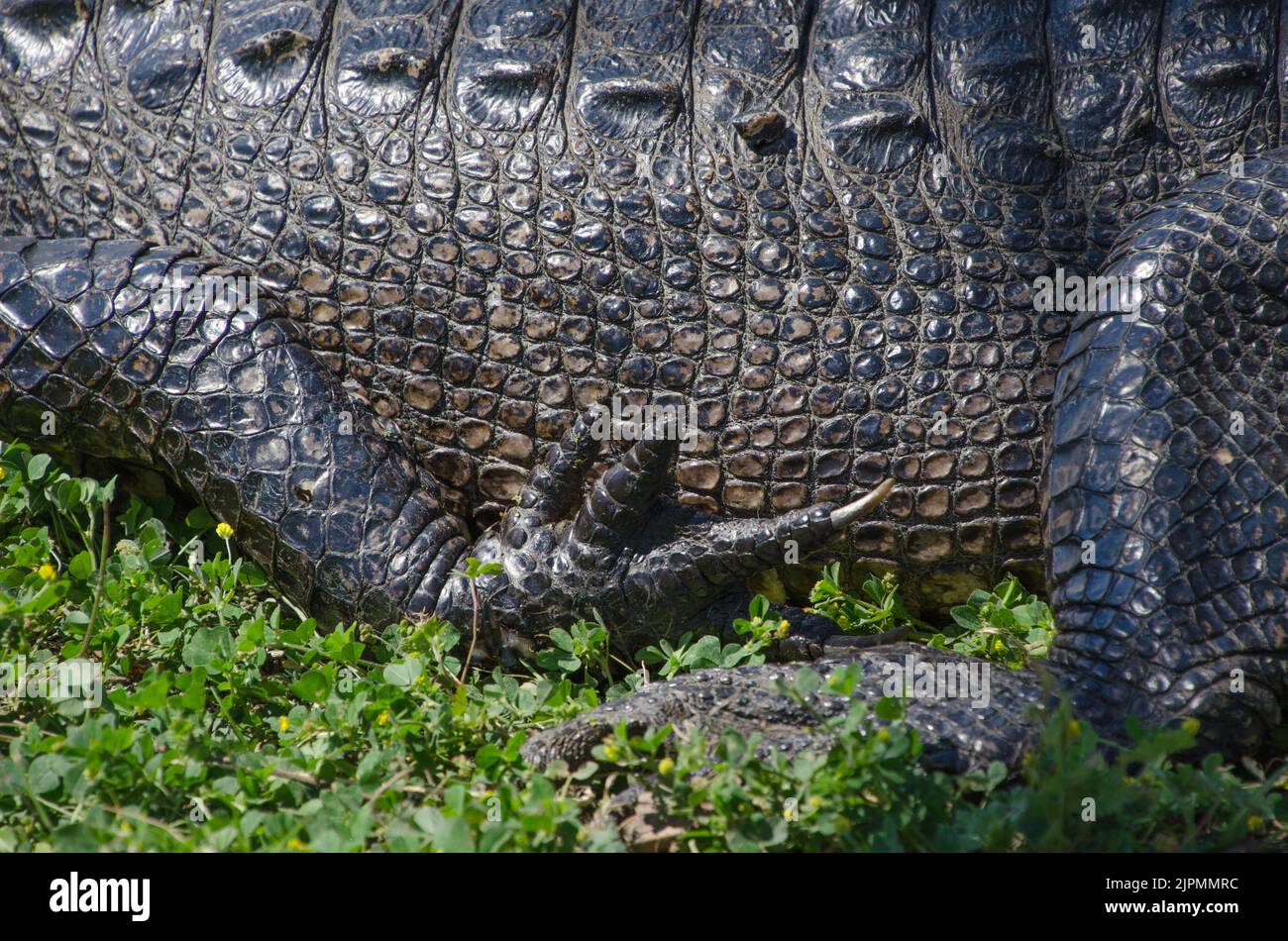 Close-up view of an alligator's midsection in profile, its limbs ...